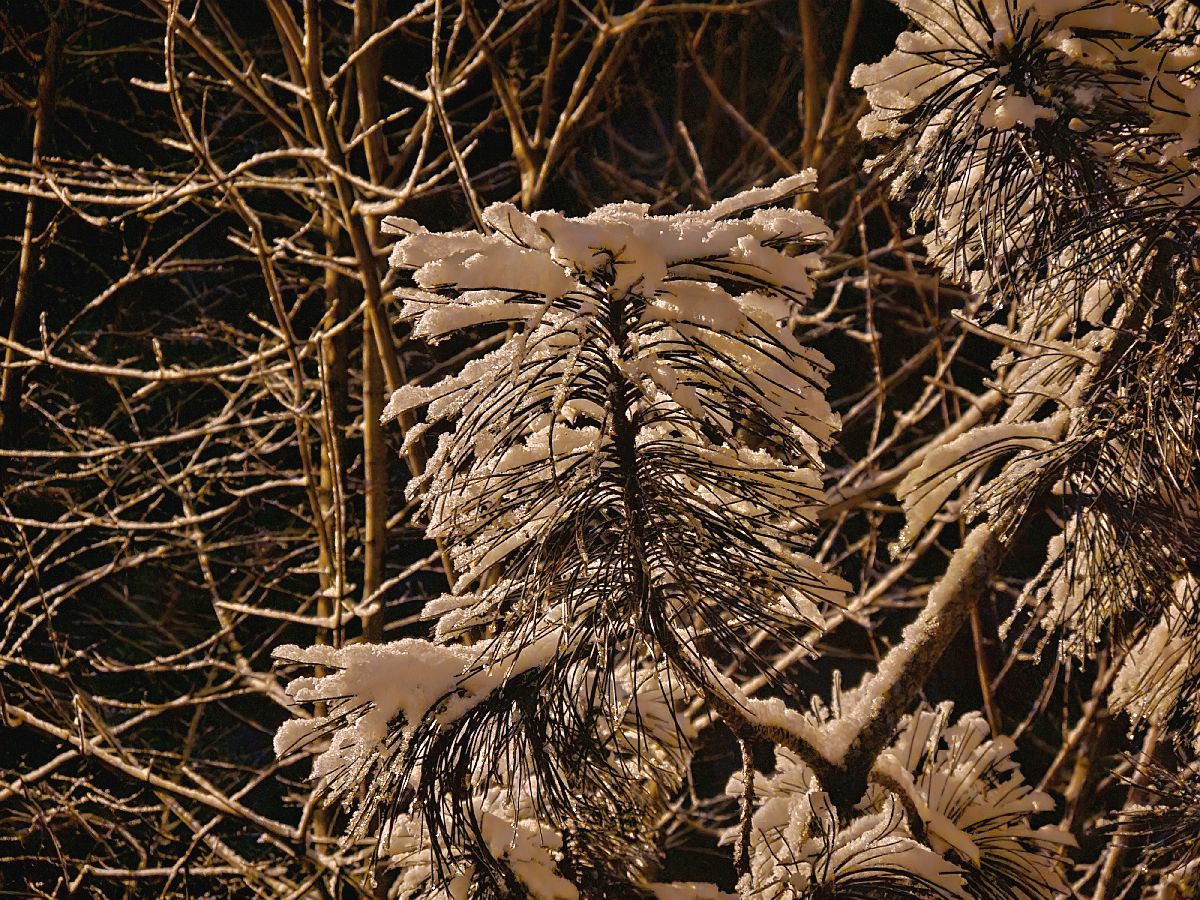 Why Pine Trees Thrive in Cold Climates (And How This Can Help You Care ...